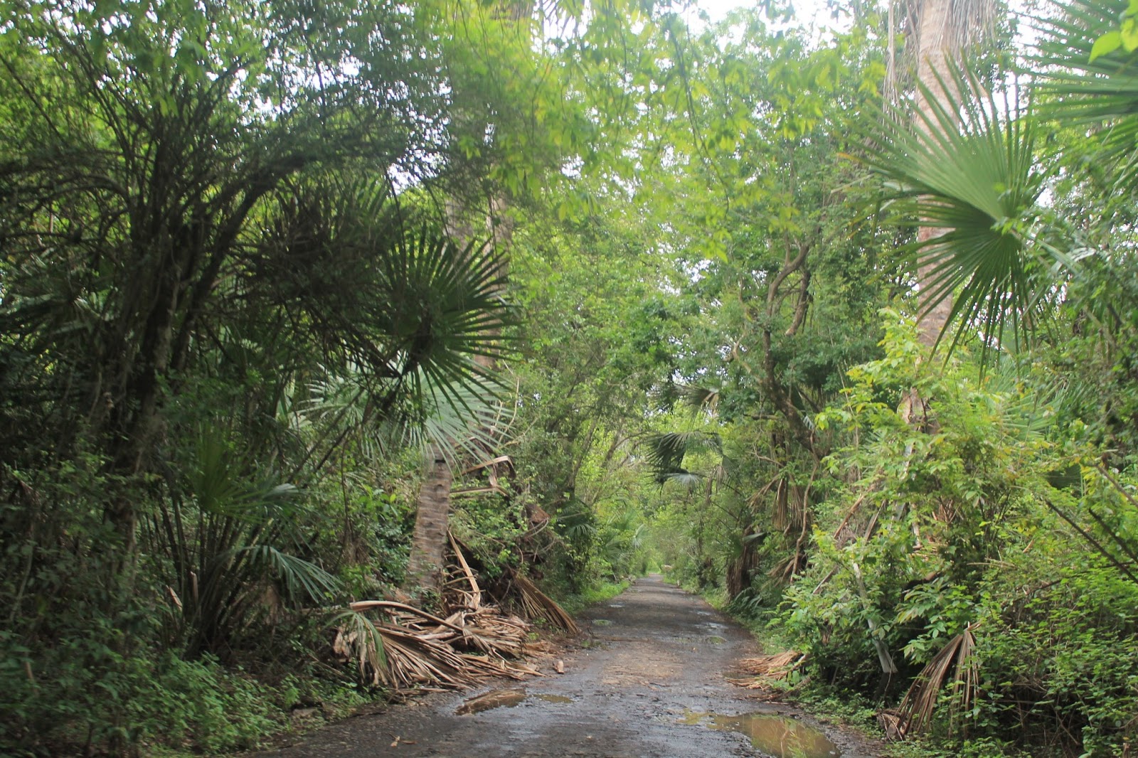 Taman Nasional Baluran Afrikanya Indonesia! - Adorable Backpacker