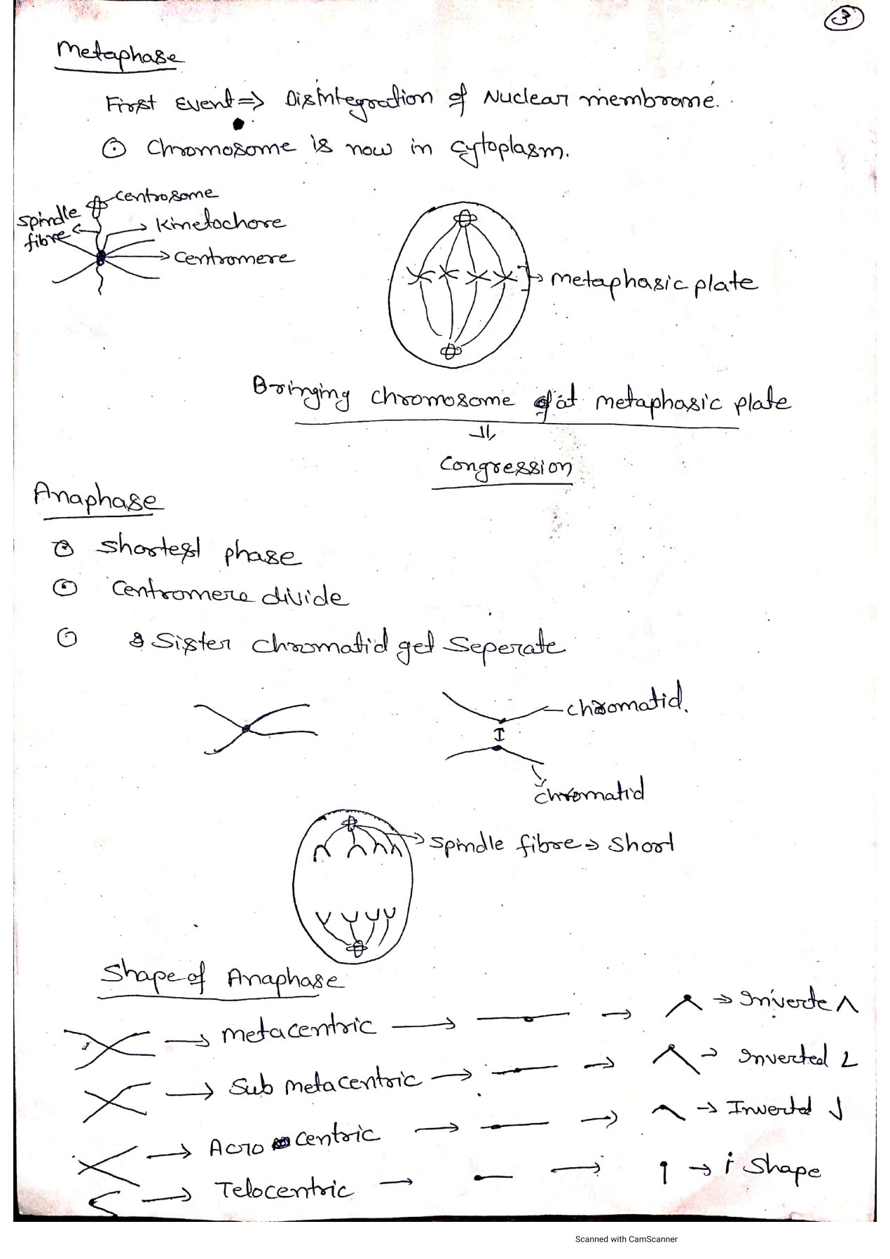 Cell cycle and cell division notes - Studypur