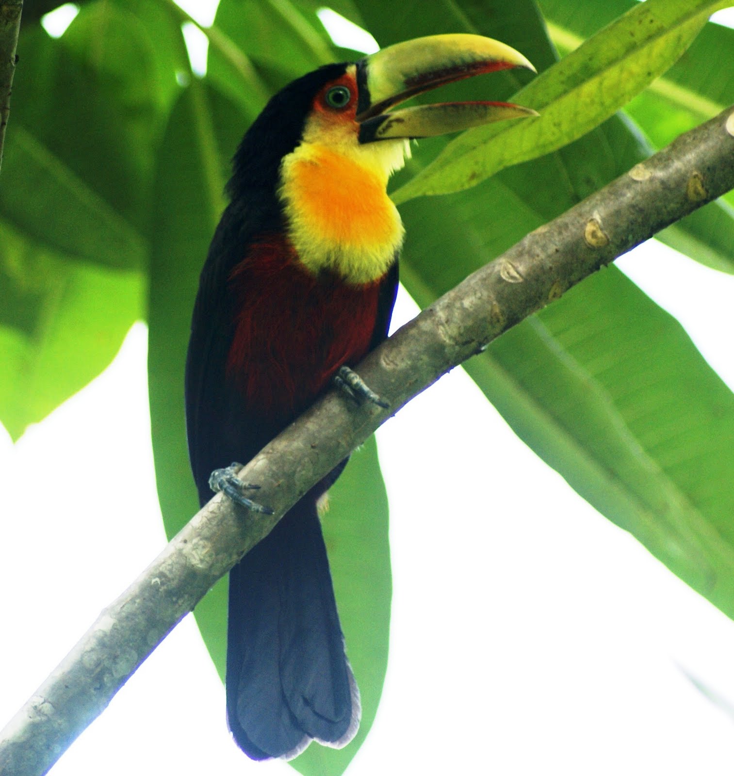 Fauna e Flora da Mata Atlântica: Tucano do Bico Verde