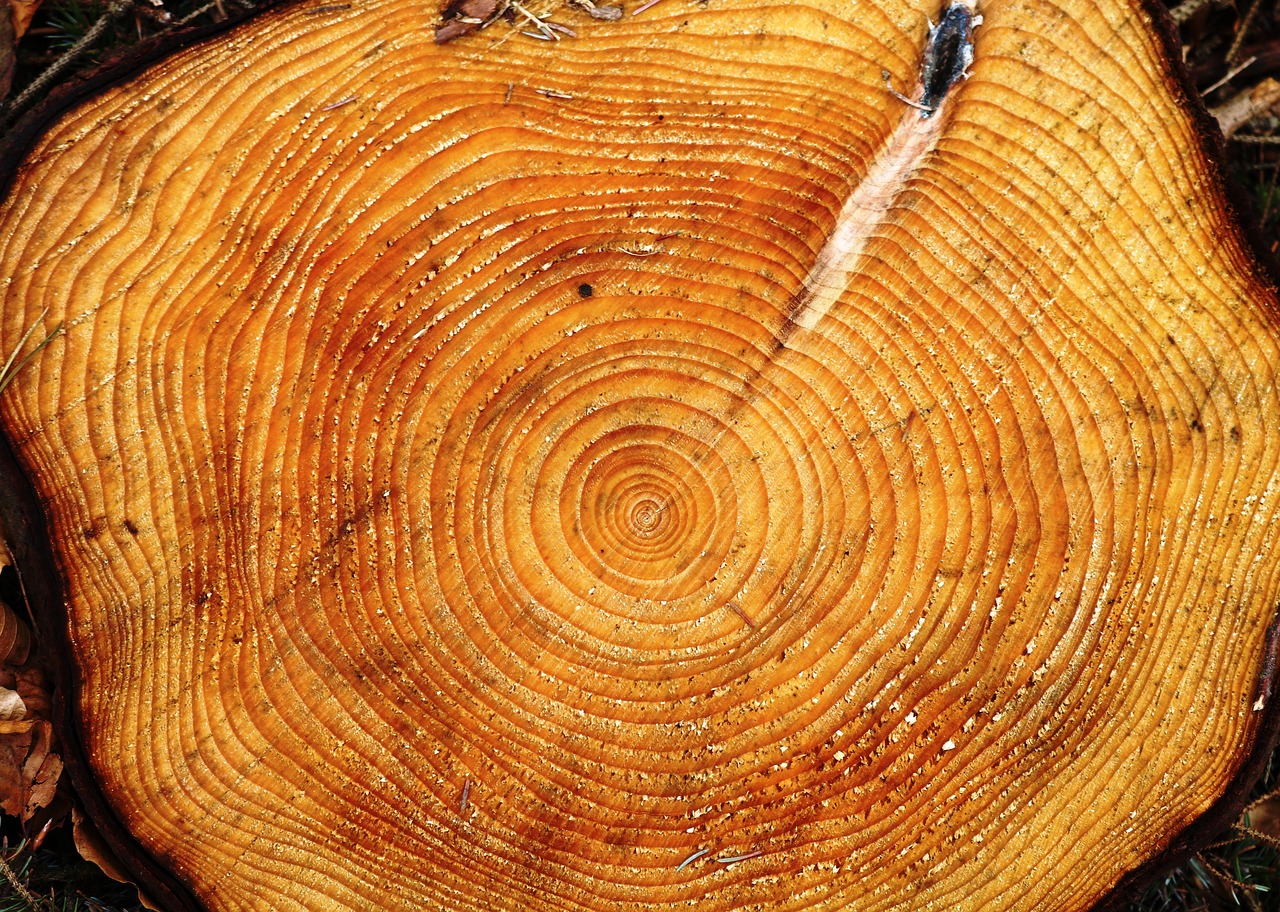 It Is Possible To Know The Age Of A Tree What Is The Century Plant