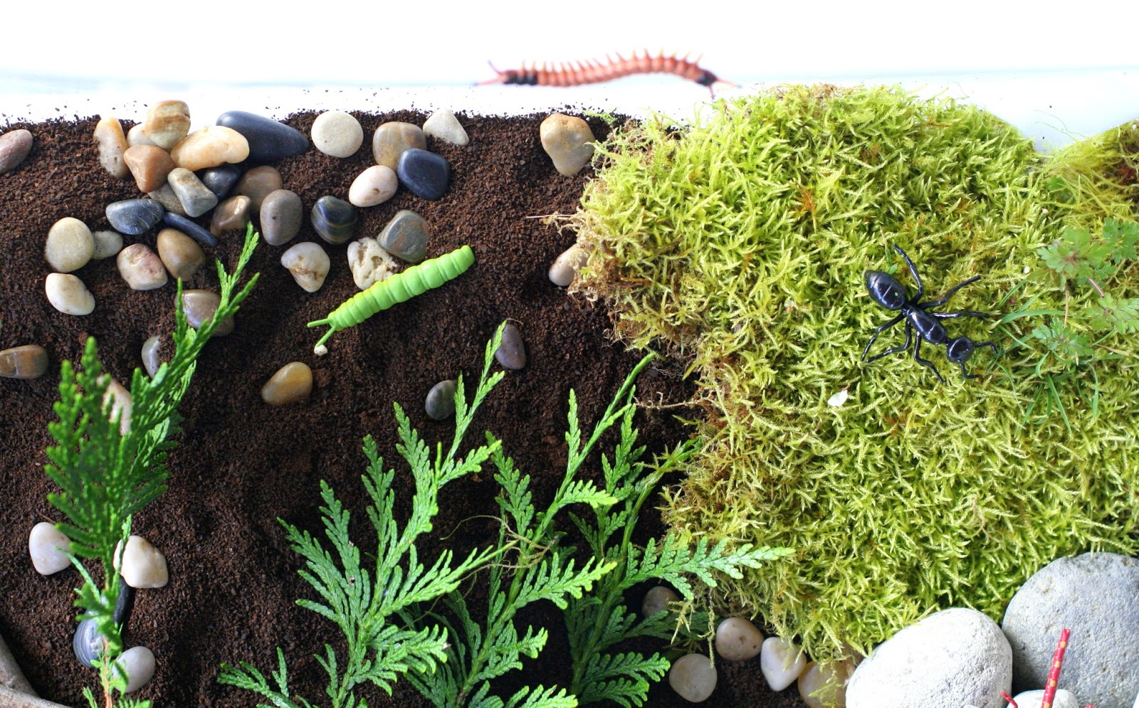 Simple Small Worlds: Insect World