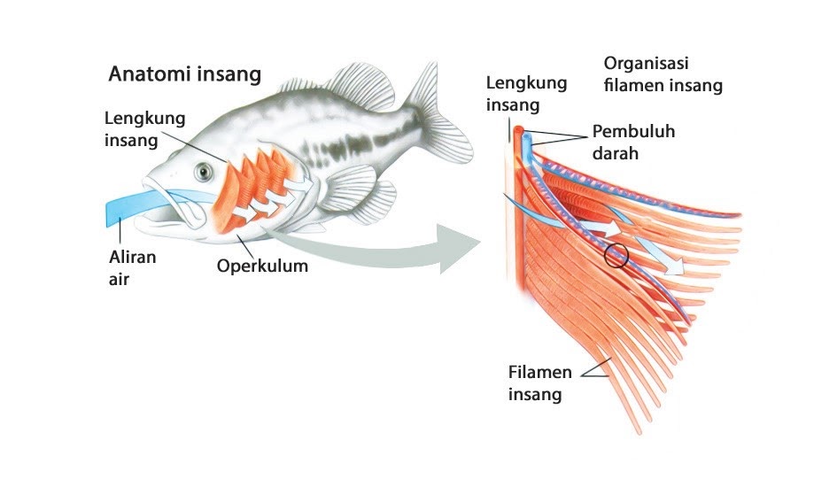 IDMJ BlogSpot: Pernapasan Pada Ikan