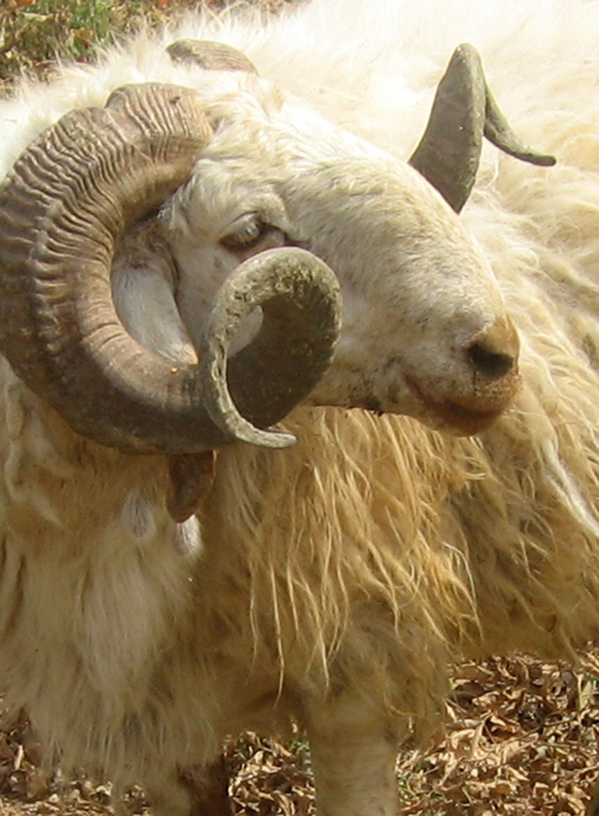 Jean Bradbury: Animals in Jordan