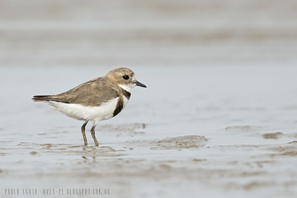 mis fotos de aves: Charadrius falklandicus Chorlito Doble Collar Two ...