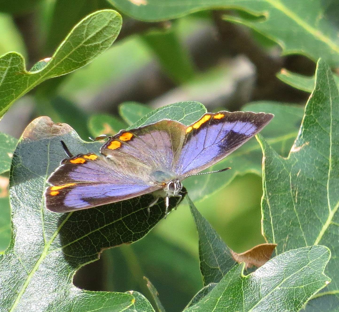 Bug Eric: Colorado's State Insect: Colorado Hairstreak Butterfly