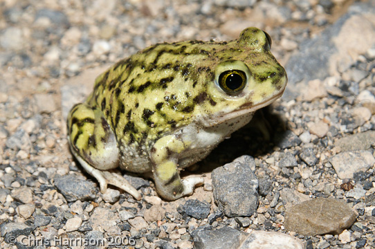 Couchs Spadefoot Toad