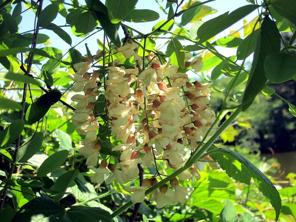 The Foraged Foodie: Foraging: Identifying & Harvesting Black Locust