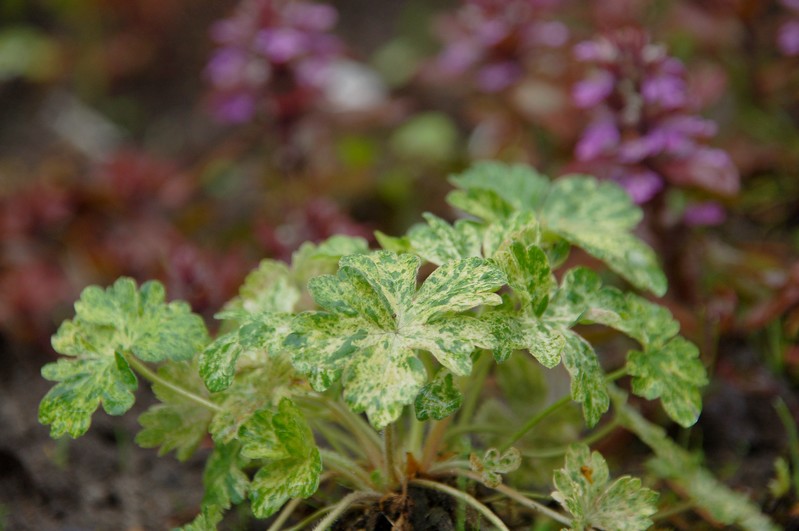 Mój ogród: Geranium yoshinoi 'Confetti'