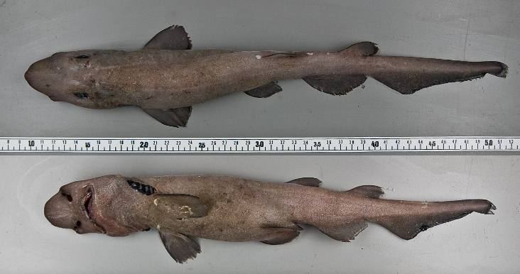 Tiburones en Galicia