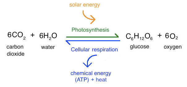 PHOTOSYNTHESIS REACTION PROCESS IMPORTANCE photosynthesis-reaction-process-importance