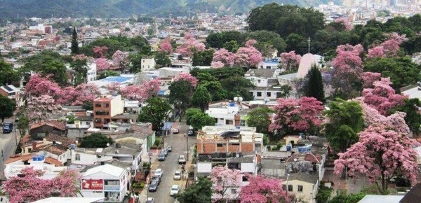 EL GATO QUE RUGE: UNA MARAVILLA DE LA NATURALEZA: LOS OCOBOS EN FLOR EN ...