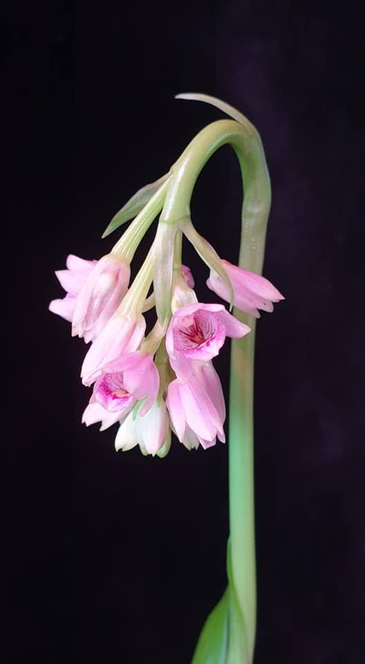 Geodorum densiflorum