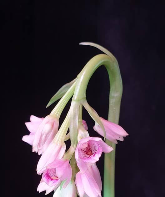 Geodorum densiflorum