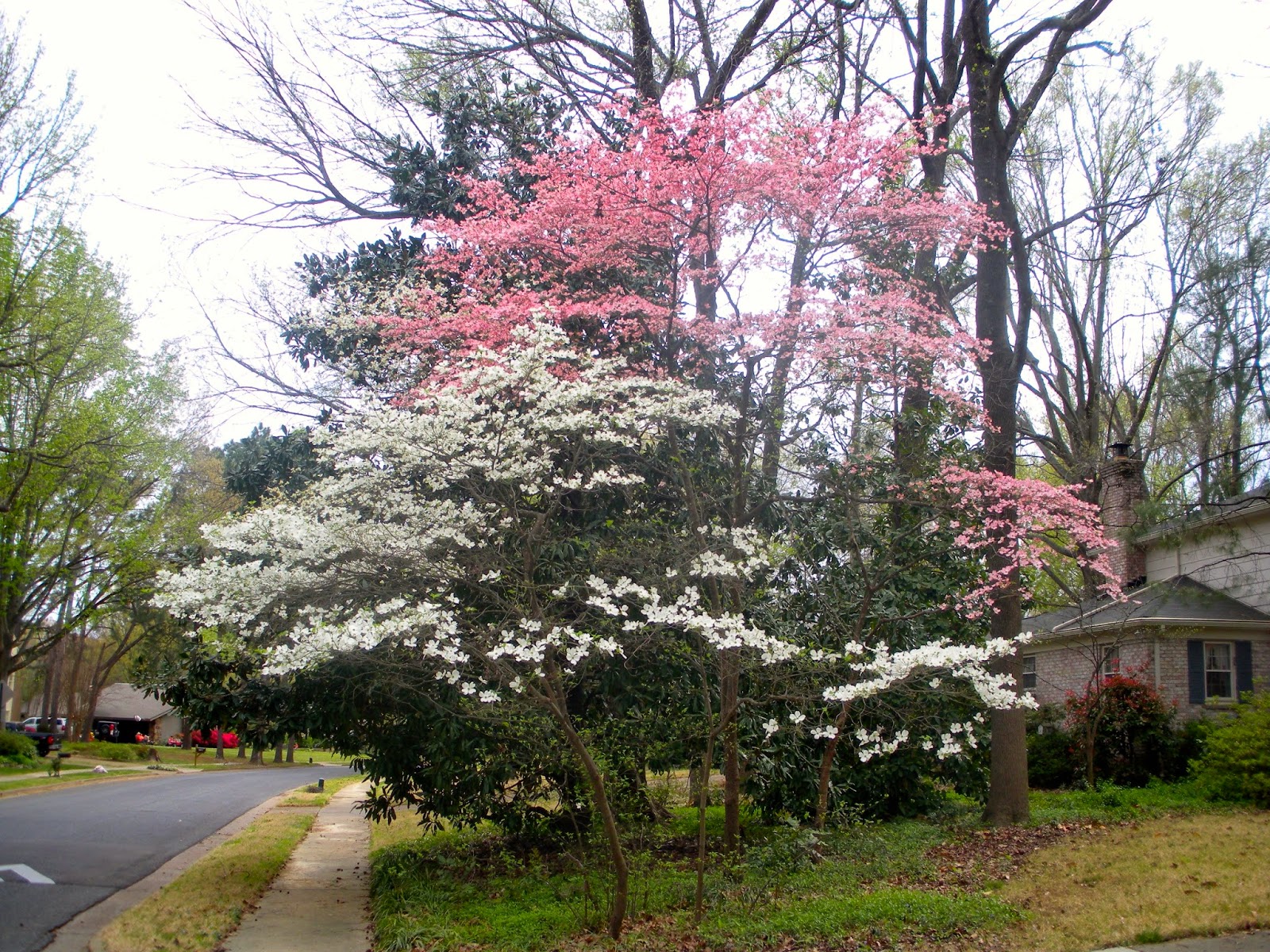 Memphis Trees: April Comes to Memphis