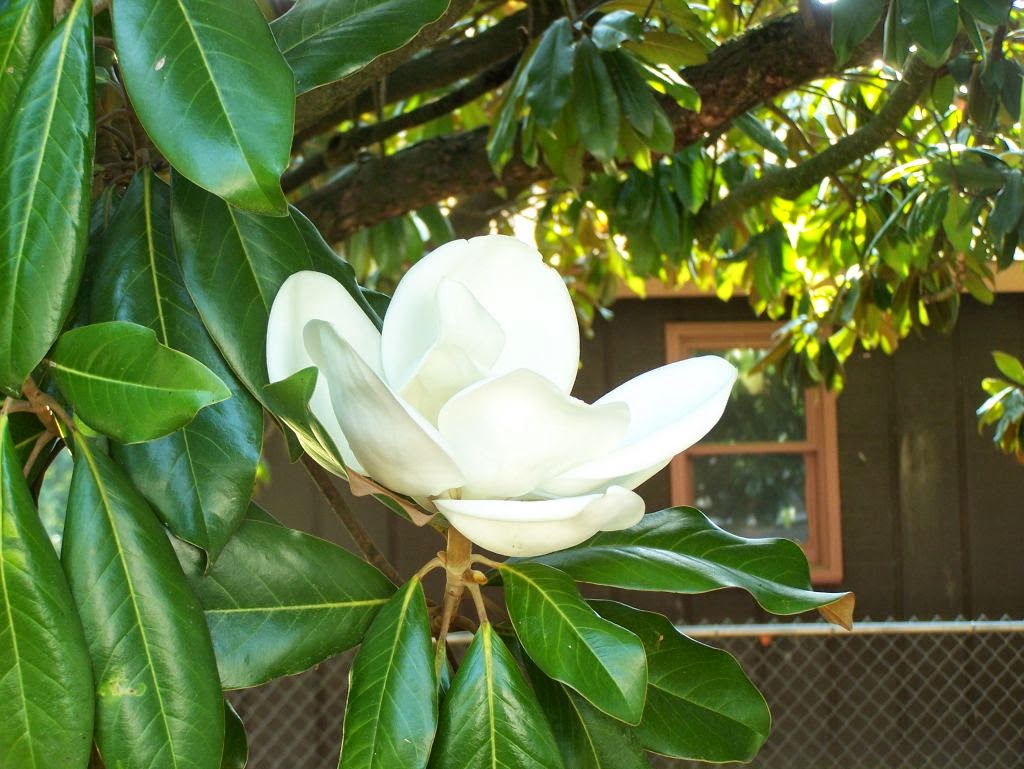 The short, beautiful life of a magnolia blossom