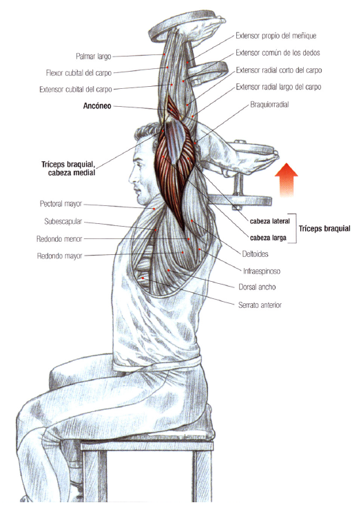 Extension de los brazos, sentado con una mancuerna cogida a dos manos