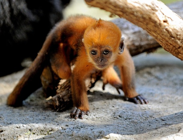 dailypetfwd: Keo-co, a six weeks old orange monkey