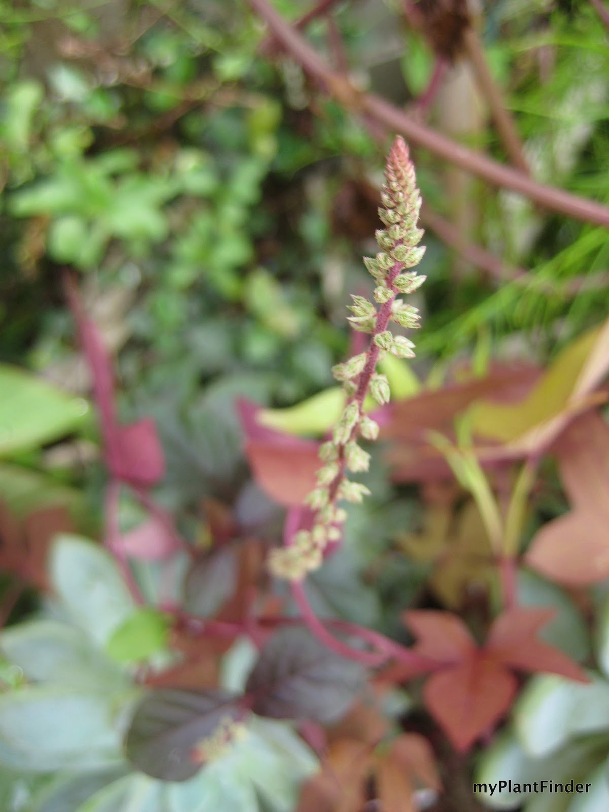 MY PLANT FINDER | Plant Guide: Cyathula prostata cultivar (purple-green ...