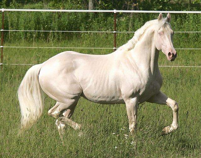 Donne nel Reining : Cremello, perlino o... ? Un cavallo color crema