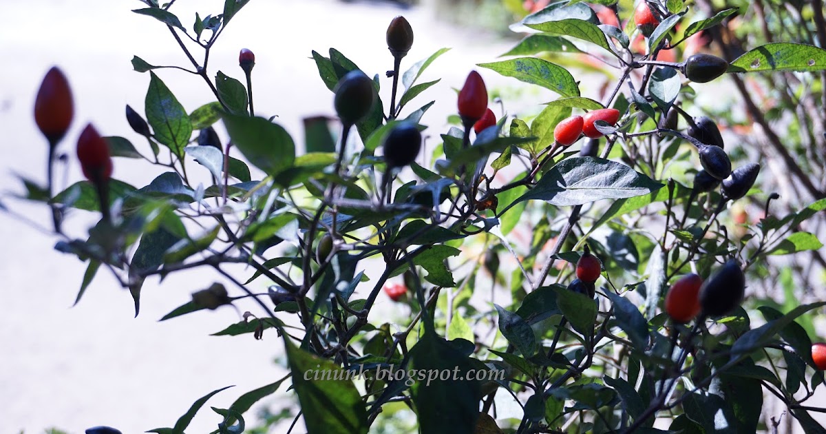 enyong ngeblog bro..: Mengenal Cabe Hitam
