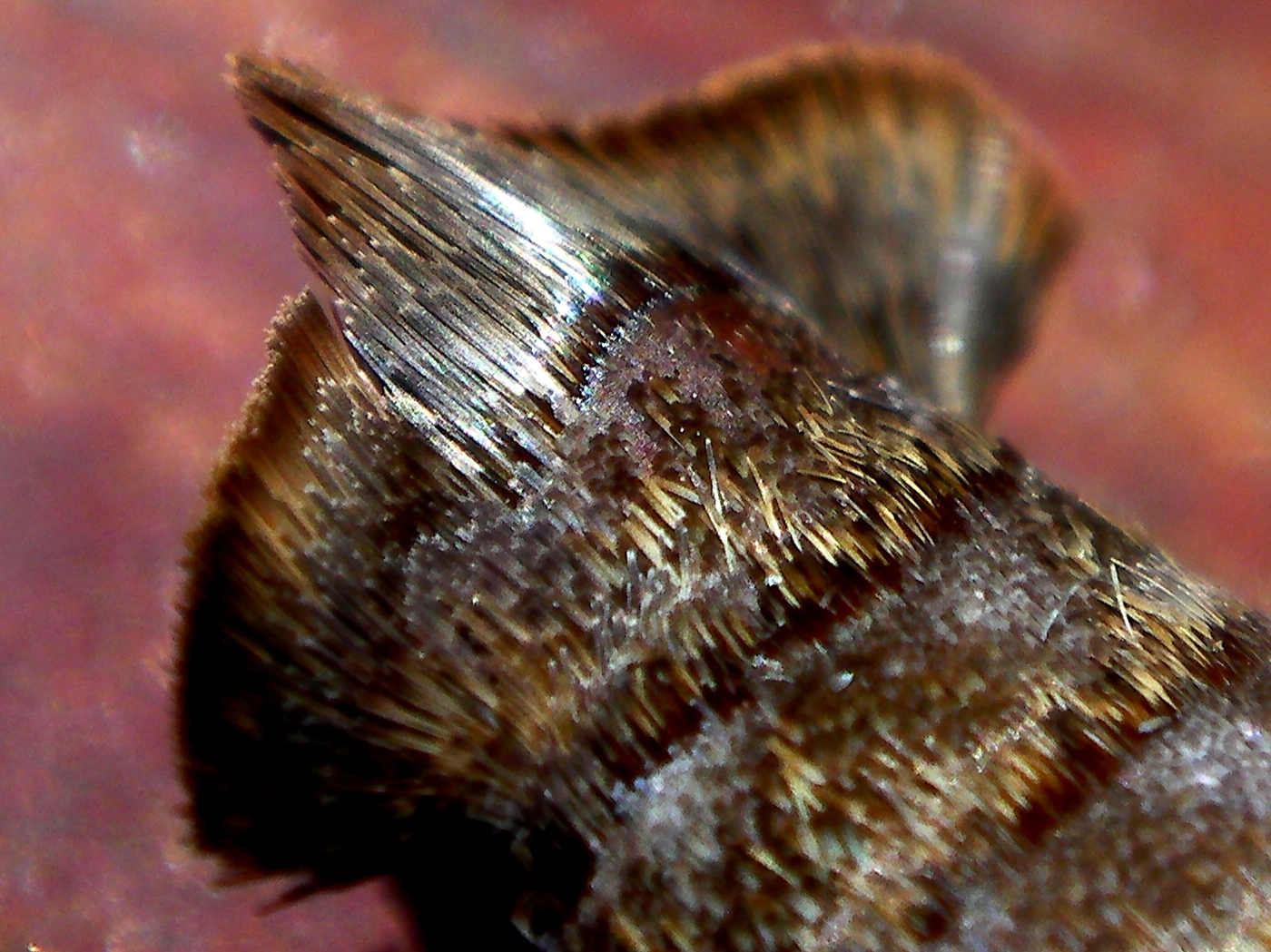 Quaoar Power Zoo: unknown sphinx moth - Montezuma, Costa Rica