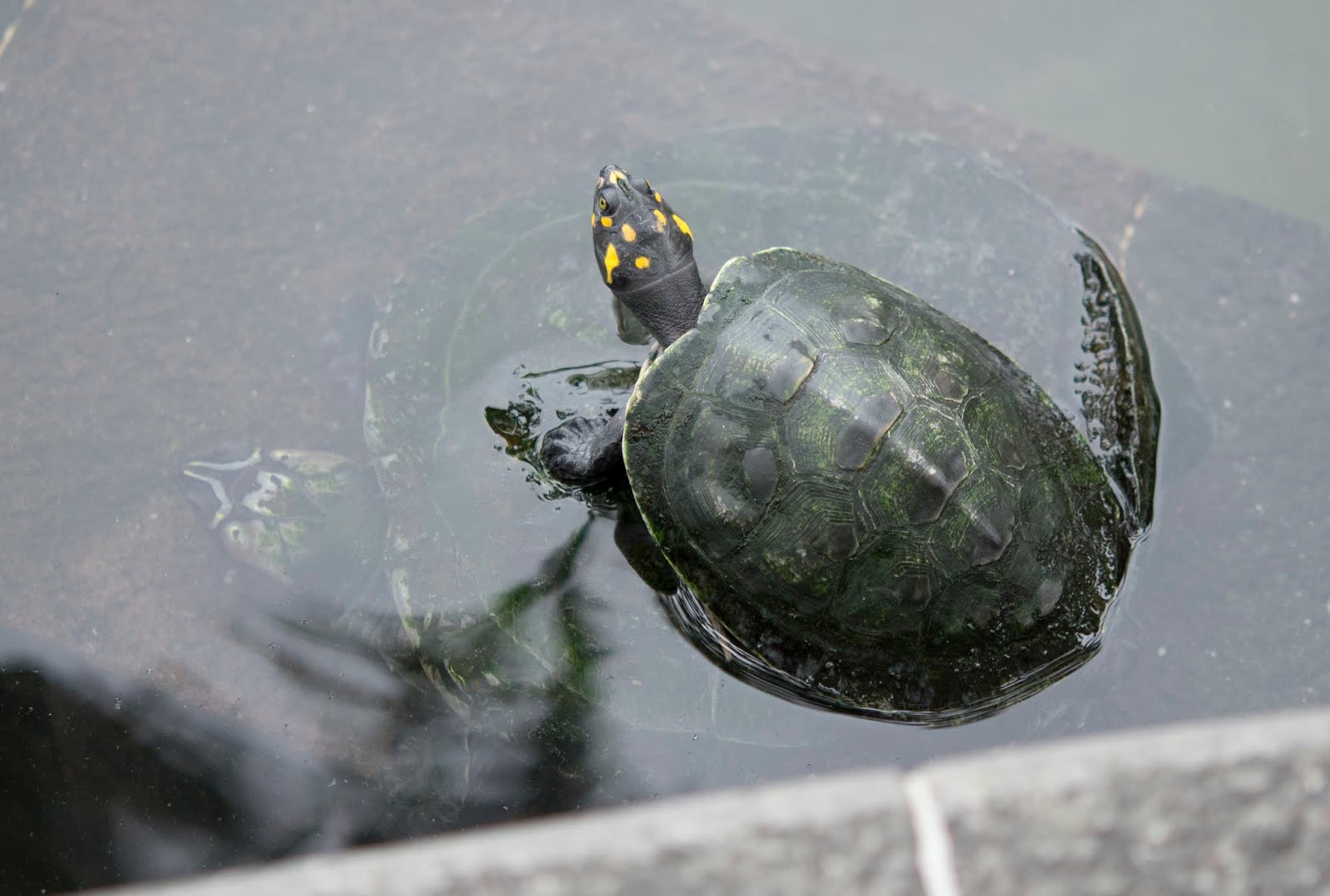 Caribbean Paleobiology: Fossil side-necked turtles from Puerto Rico