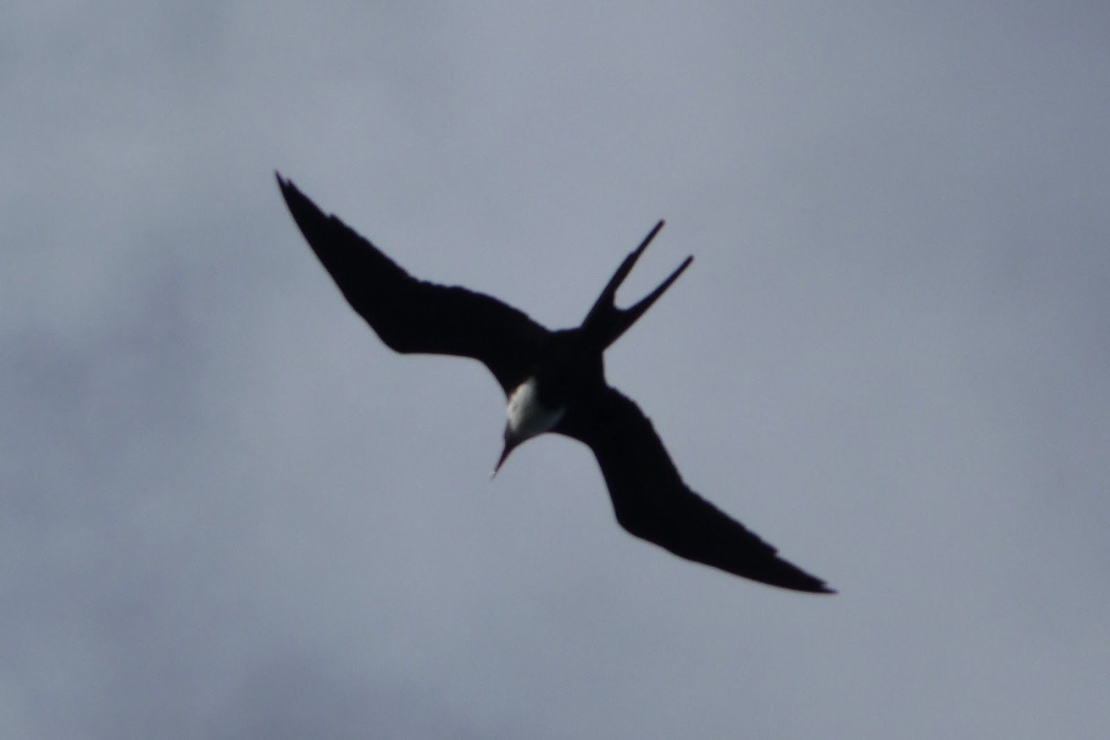 Hipster Birders: A Great Great Frigatebird Experience