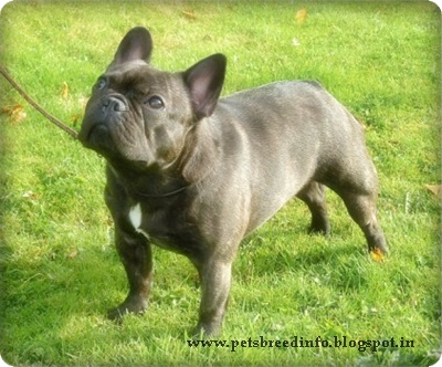 American French Bull Terrier Dog HD Wallpaper Free Download | All About ...