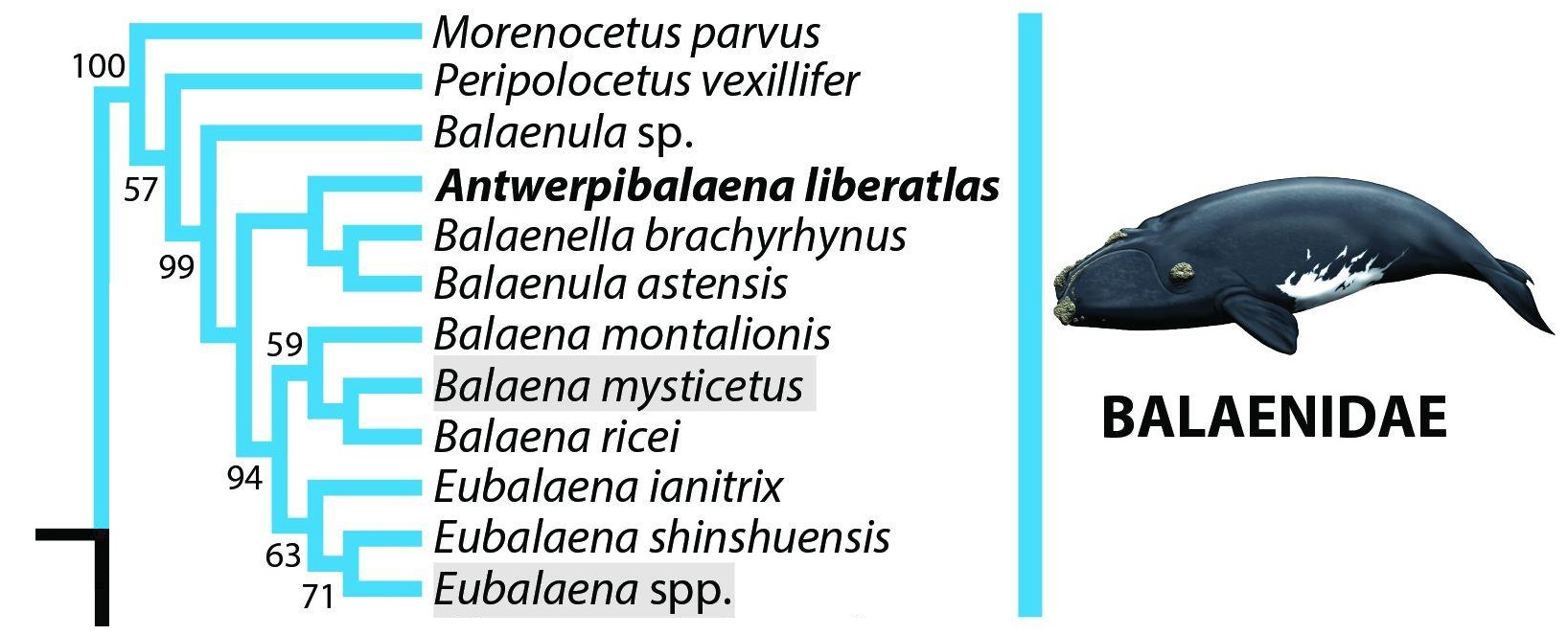 Species New to Science: [PaleoMammalogy • 2020] Antwerpibalaena ...