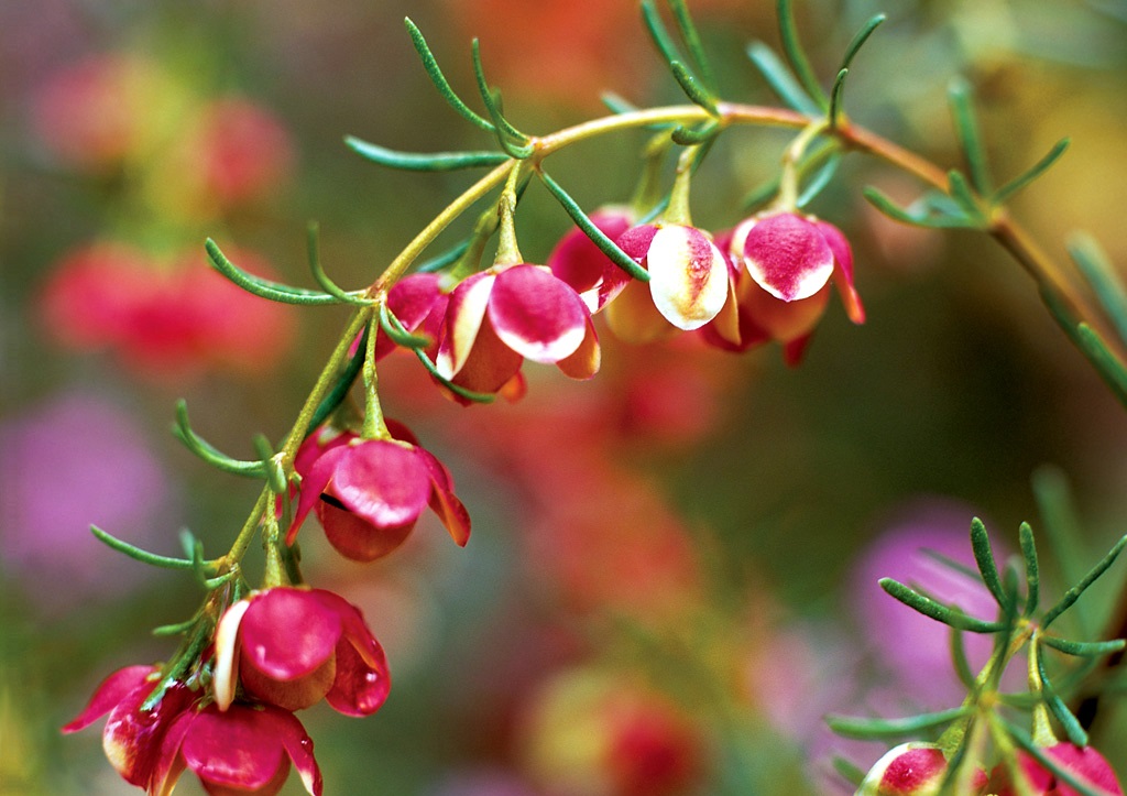 Beauty Of Flowers: Boronia