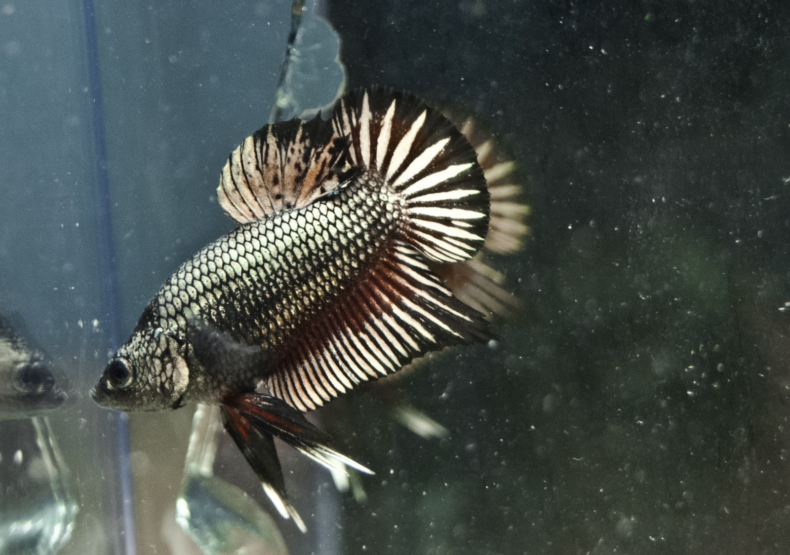 BettaSpain: BSP-20130130/COMBTAIL