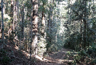 sunshinecoastbirds: Imbil State Forest rainforest plan update – the ...