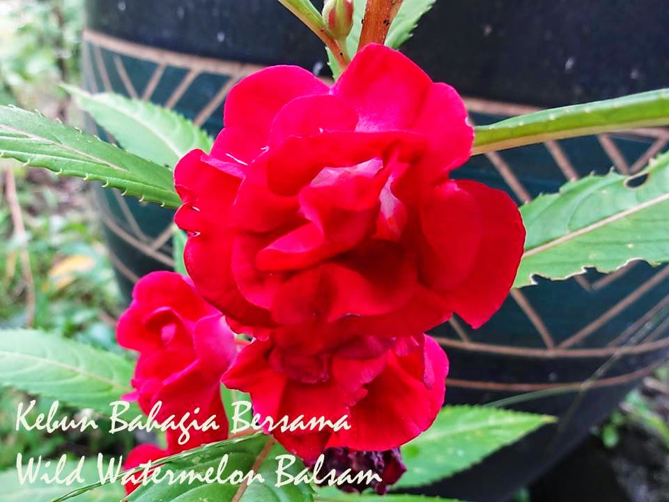 Kebun Bahagia Bersama: Wild Watermelon Balsam