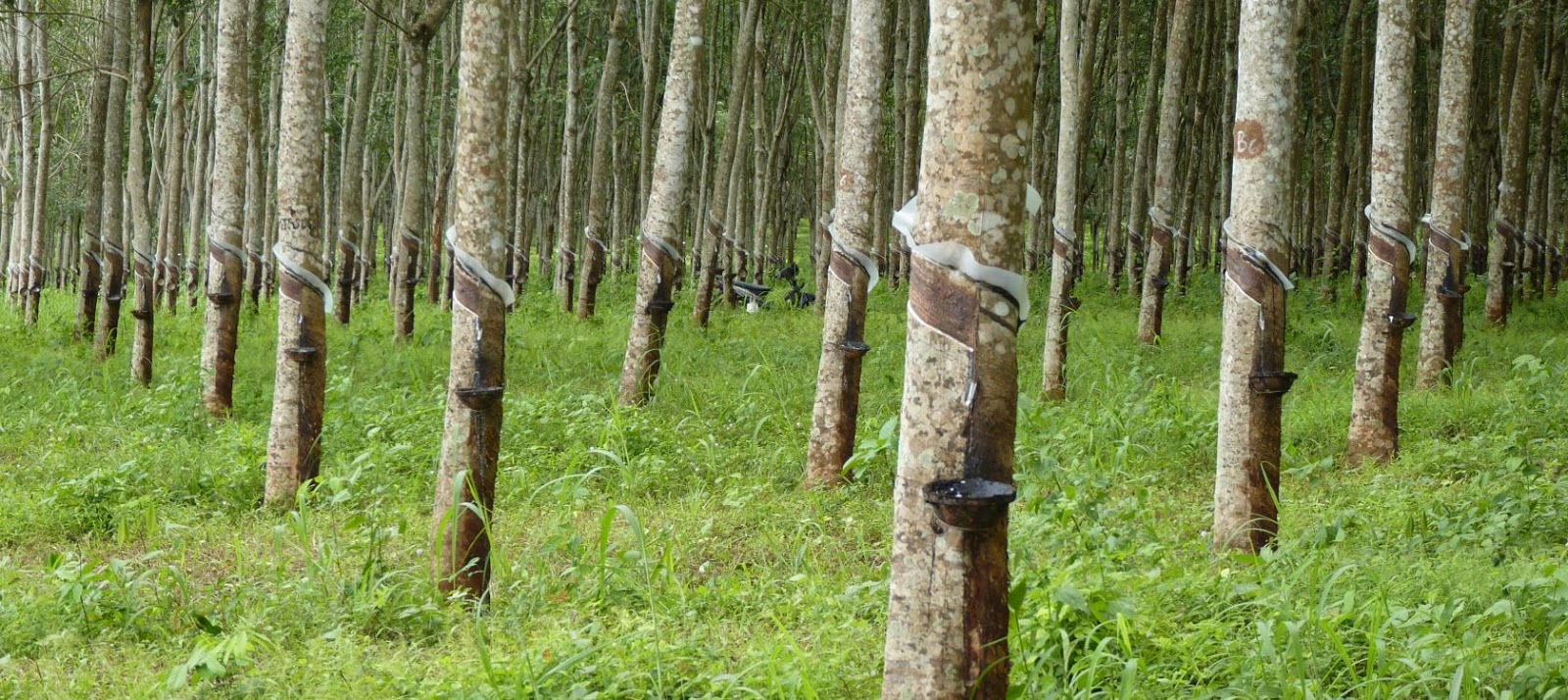 Gabon : SIAT va former 300 jeunes à la culture de l’hévéa - Africa ...