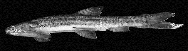 Artes de Pesca: ACTINOPTERYGII