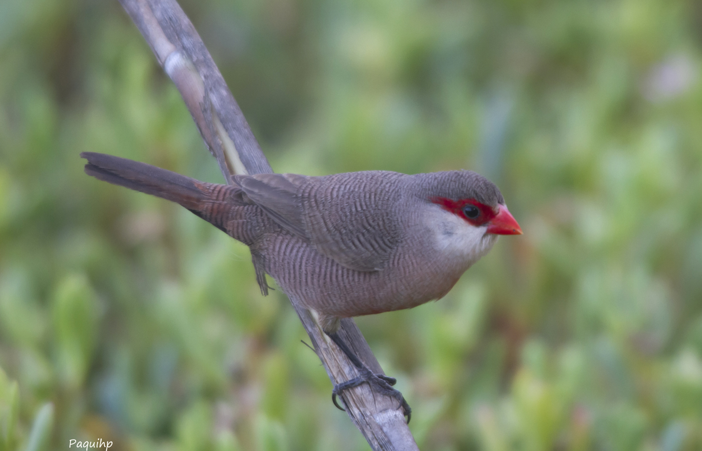 Paqui.blog de naturaleza: PICO DE CORAL COMÚN. ASTRILDA COMÚN.