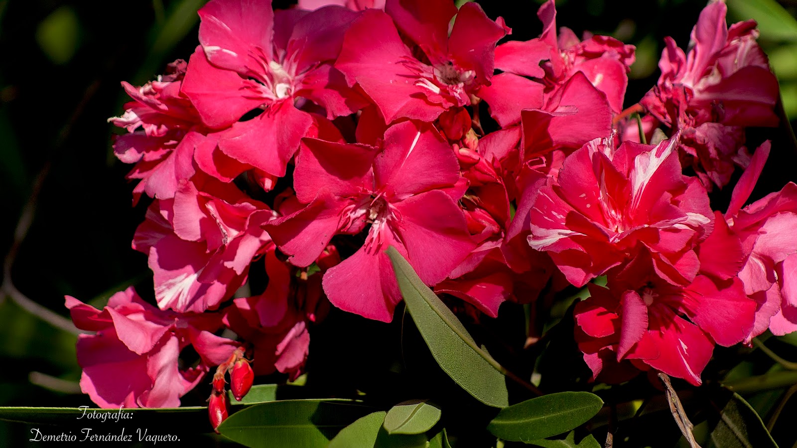 Los peligros de las Adelfas (Nerium oleander) 5 fotografías ...
