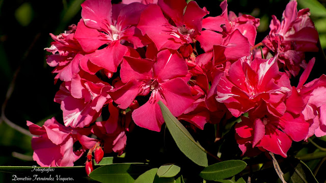 Los peligros de las Adelfas (Nerium oleander) 5 fotografías ...