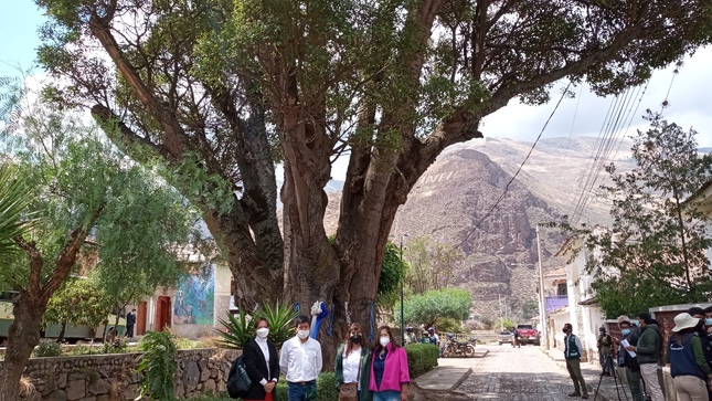 ANPP Animales y Plantas de Perú: CALCA - CUZCO: 5 árboles emblemáticos ...