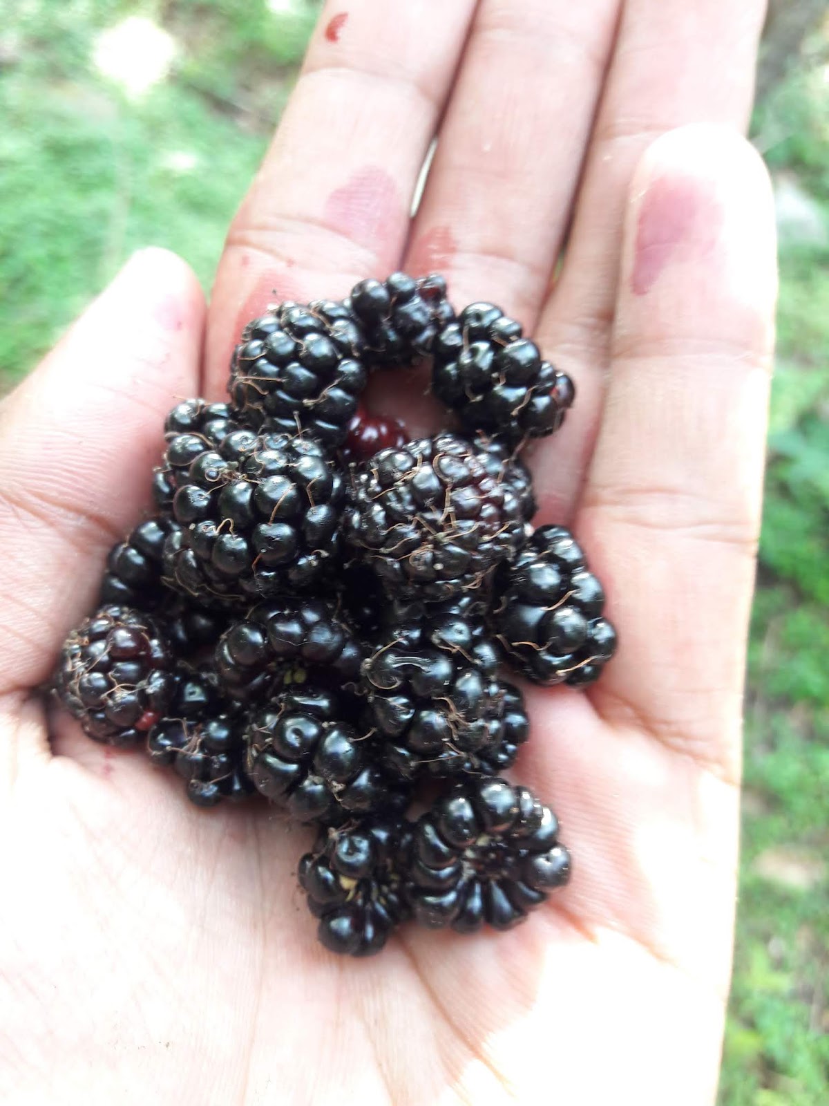 Nepalese wild fruits : Wild fruits of middle mountain and high Himal of ...