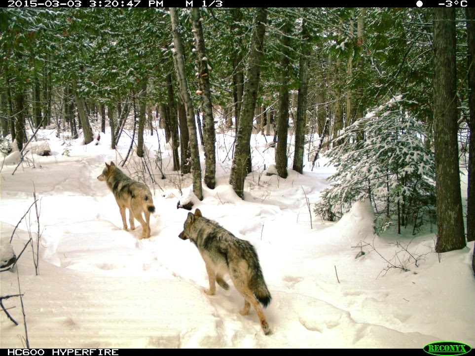 Bow Narrows Camp Blog on Red Lake Ontario: Beautiful timber wolves now ...
