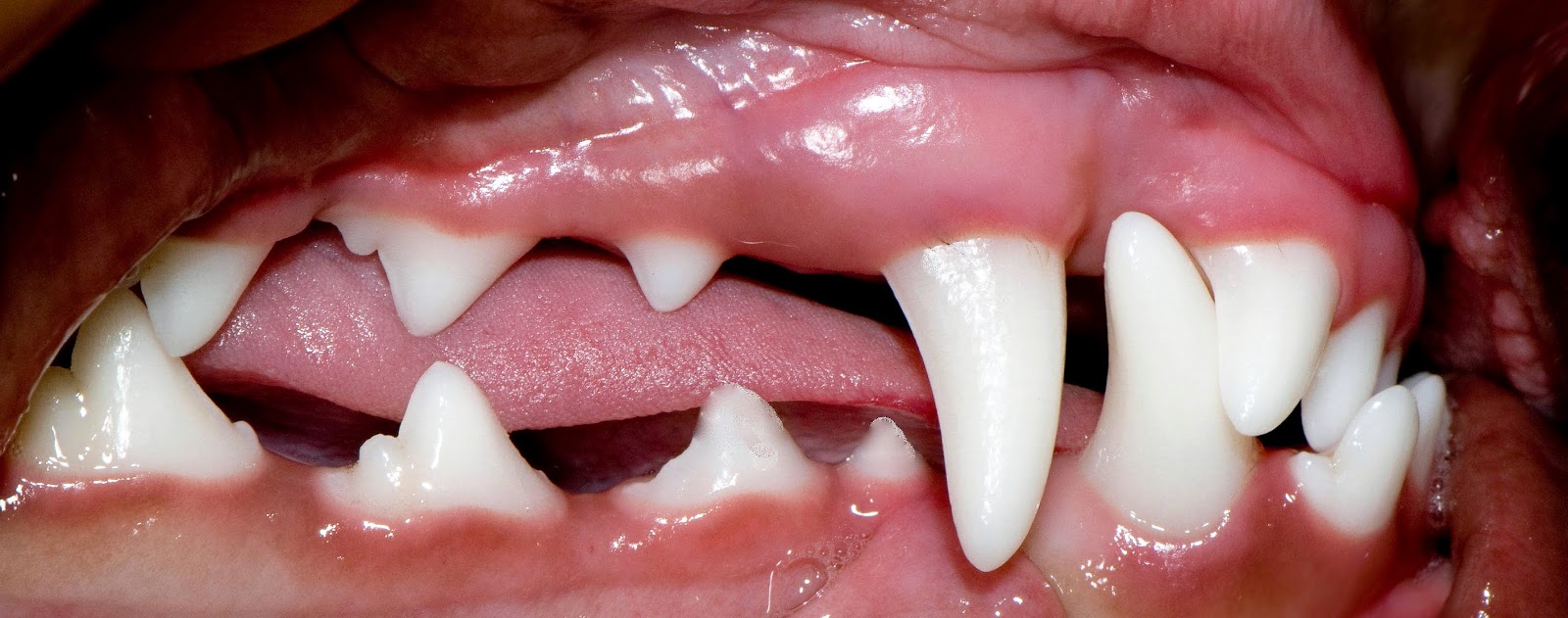 TGVET: La Malocclusione Nel Cane (Parte II)