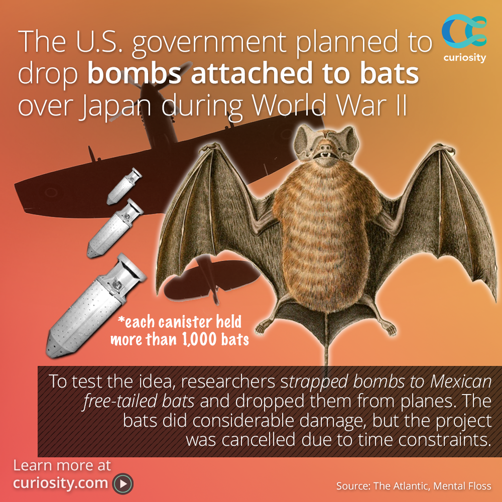 EL ANIMAL INVISIBLE: Bombas murciélago, murciélagos bomba, cerdos ...