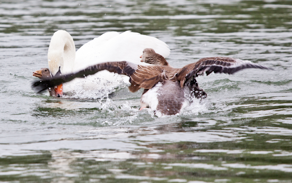 Sue B-H Images: Aggressive swans - The Lake