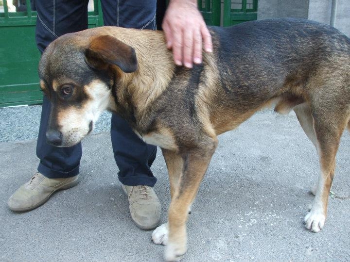 ASSOCIAZIONE ITALIANA DIFESA ANIMALI ED AMBIENTE: MOBILITAZIONE ...