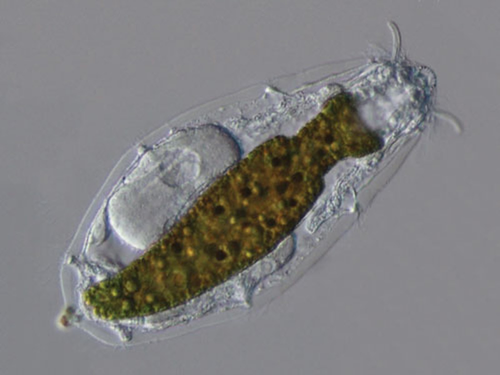 Gastrotricha ~ Dunia Hewan