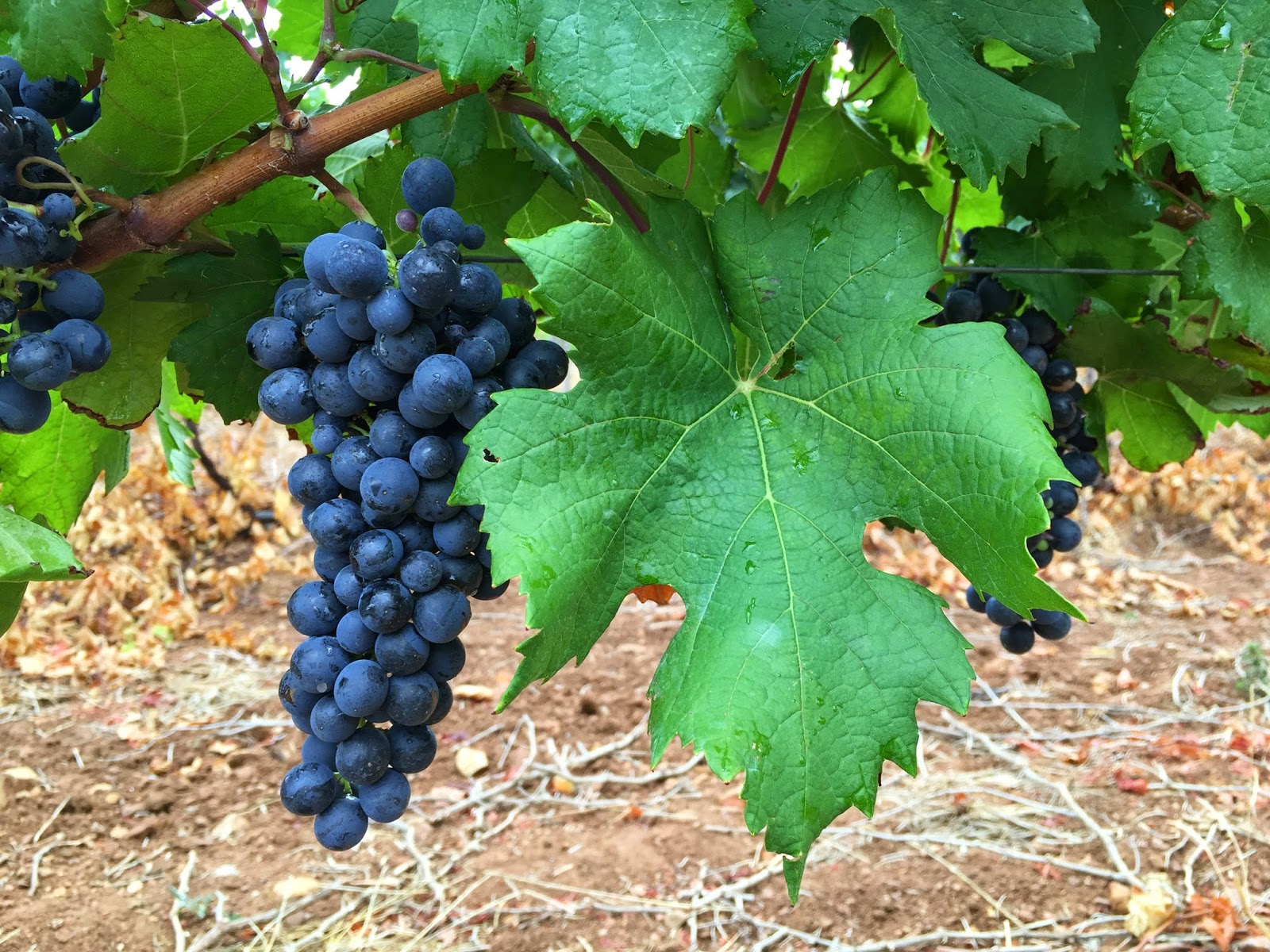 CultivarSA: Carménère