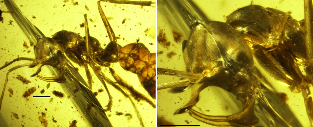 Mythopoeic Rambling: Frightful Fridays! Giant Hell Ant