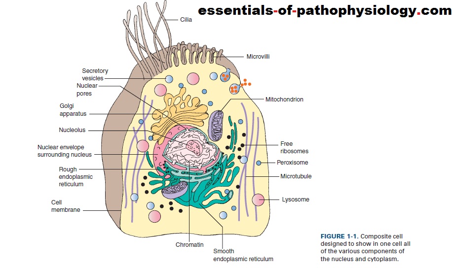 Pathophysiology: Pathophysiology - Functional Components of the Cell