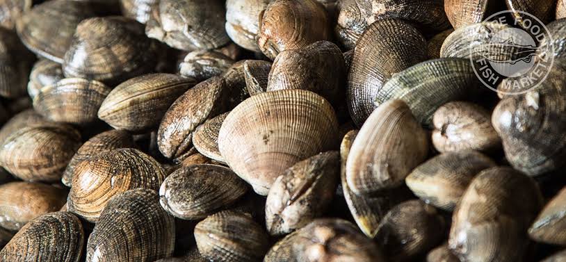 Interesting Fun Facts About Mollusks Or Molluscs